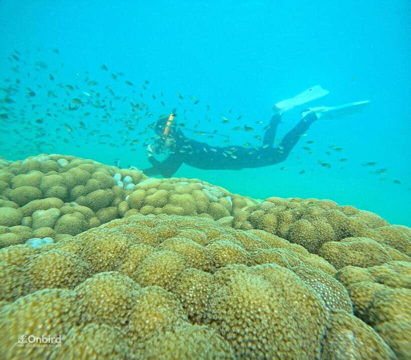 Phu Quoc: Speed Boat Tour 4 Islands - 2 Reefs Snorkeling - First Reef: Shallow Water Introduction