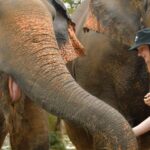 Phuket: Elephant Jungle Sanctuary Ethical Feeding Experience - Detailed Breakdown of the Itinerary