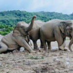 Phuket: Freedom Elephant Reserve - Ethereal Nature Walk - The Sum Up