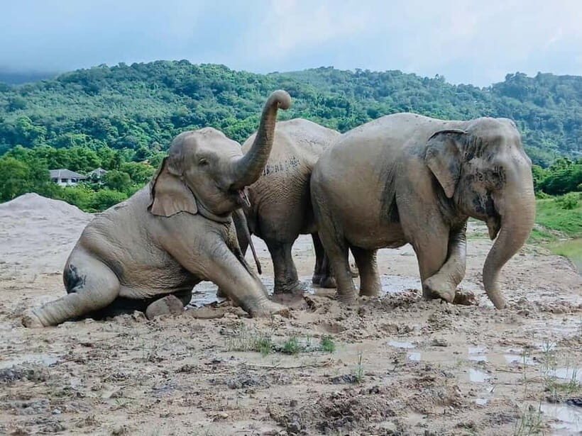 Phuket: Freedom Elephant Reserve - Ethereal Nature Walk - The Sum Up