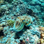 Phuket Scuba Diving Maiton Private Island Small Group or Snorkel - Who’s This Tour Best For?