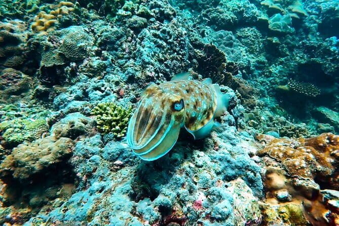 Phuket Scuba Diving Maiton Private Island Small Group or Snorkel - Who’s This Tour Best For?