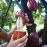Pick and Taste Tropical Fruit - What You’ll See and Do