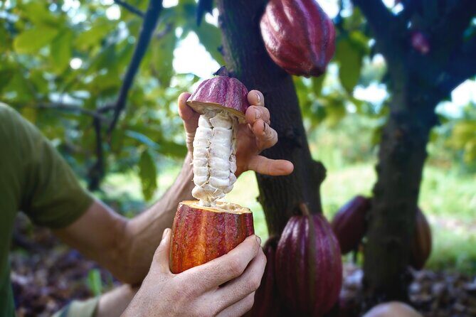 Pick and Taste Tropical Fruit - What You’ll See and Do