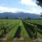 Picton Cruise Ship Shore Excursion Marlborough Wine Tour - Itinerary Breakdown: What to Expect