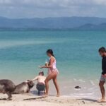Pig Island Snorkeling & Sightseeing Tour By Speedboat From Koh Samui - FAQ