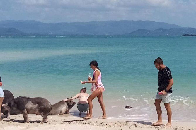Pig Island Snorkeling & Sightseeing Tour By Speedboat From Koh Samui - FAQ