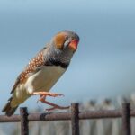 Pilbara Bird Tours - The Practicalities and Logistics