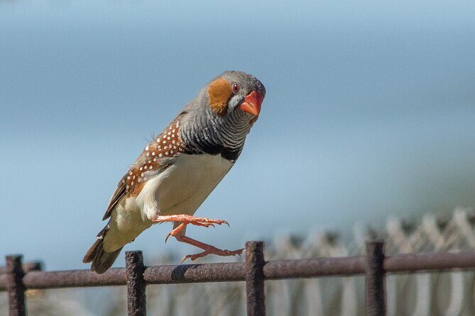 Pilbara Bird Tours - The Practicalities and Logistics