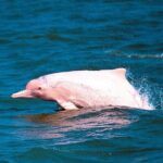 Pink Dolphin Spotting & Pig Island Speedboat Tour From Koh Samui - The Pros and Cons