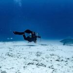 Playa del Carmen: Bull Shark Diving Experience - A Closer Look at the Itinerary