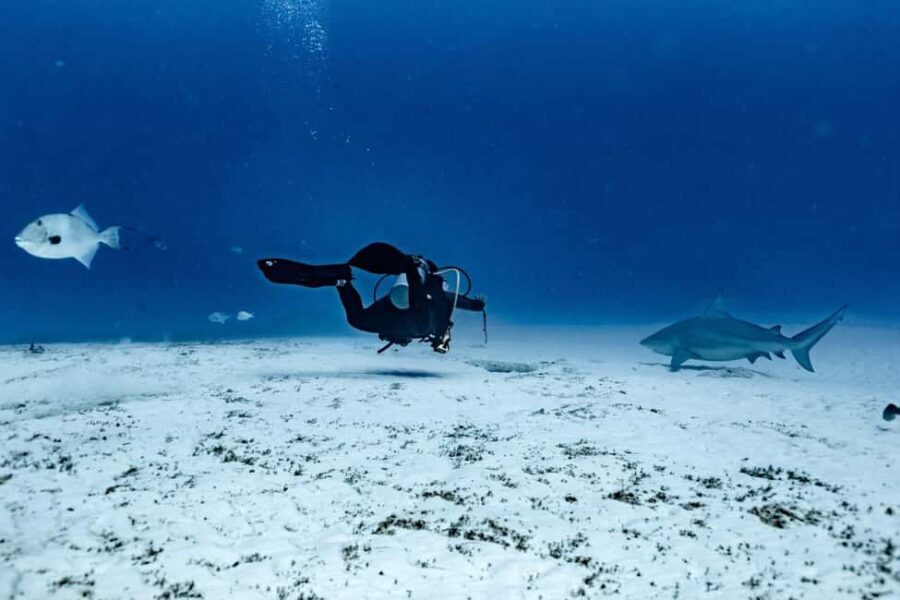 Playa del Carmen: Bull Shark Diving Experience - A Closer Look at the Itinerary