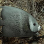 Playa del Carmen: Discover Scuba Diving - Who Should Consider This Tour?