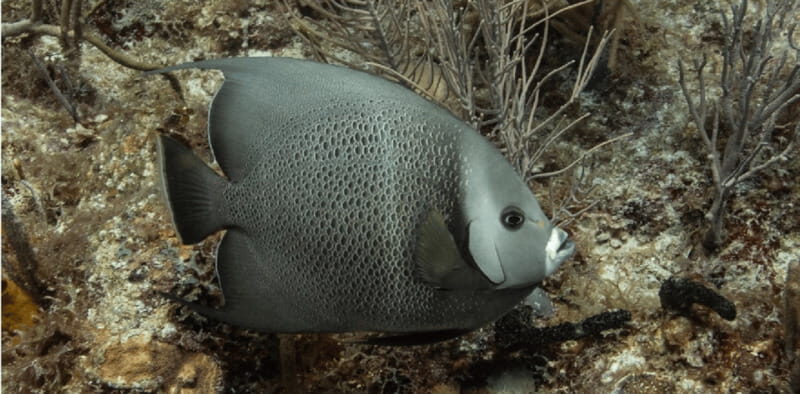 Playa del Carmen: Discover Scuba Diving - Who Should Consider This Tour?