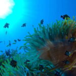 Playa del Carmen: Dive into our Local Reefs Today! - The Itinerary in Detail
