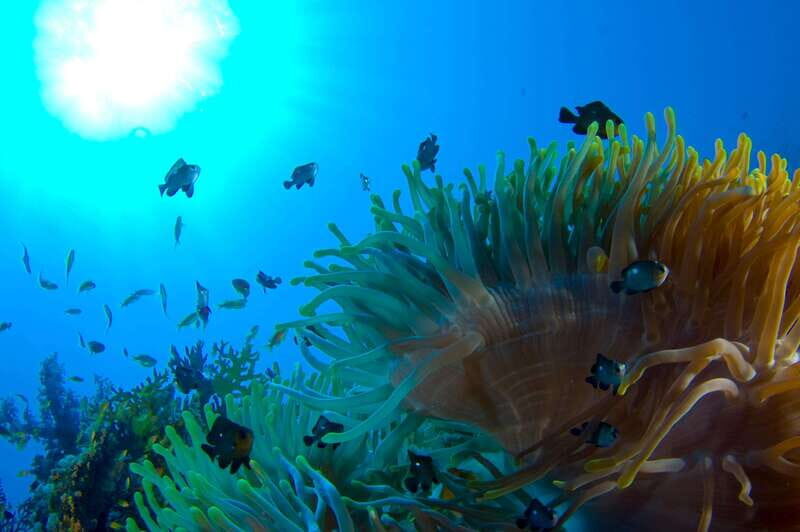 Playa del Carmen: Dive into our Local Reefs Today! - The Itinerary in Detail