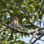 Playa del Carmen: Guided Birdwatching Hike - Discovering the Experience