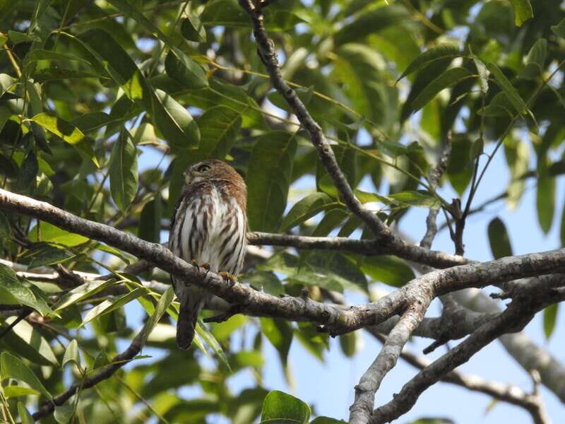 Playa del Carmen: Guided Birdwatching Hike - Discovering the Experience