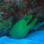 Playa del Carmen: Introductory Scuba Diving at Coral Reefs - The Experience: What You Can Expect