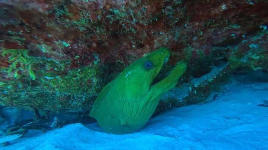 Playa del Carmen: Introductory Scuba Diving at Coral Reefs - The Experience: What You Can Expect