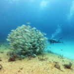 Playa del Carmen: MamaViña Wreck & Reef for Certified Divers - What to Expect: An In-Depth Look