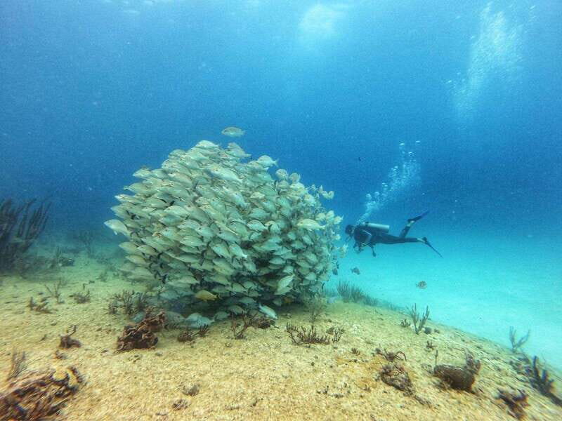 Playa del Carmen: MamaViña Wreck & Reef for Certified Divers - What to Expect: An In-Depth Look