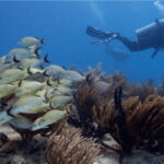 Playa del Carmen: Ocean Dive Tour - Itinerary Breakdown: What to Expect