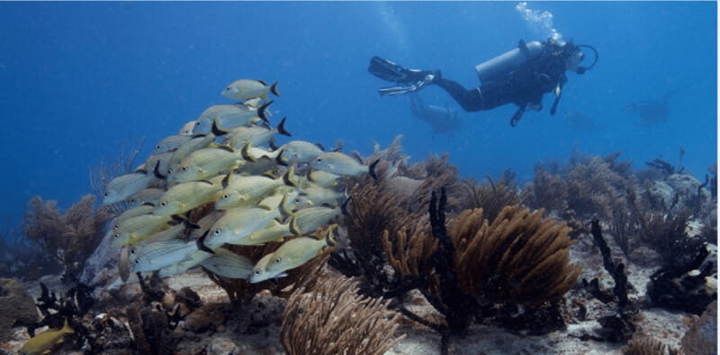 Playa del Carmen: Ocean Dive Tour - Itinerary Breakdown: What to Expect