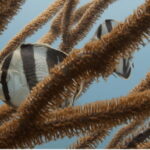 Playa del Carmen: Open Water Diver Course - What’s Included and What’s Not