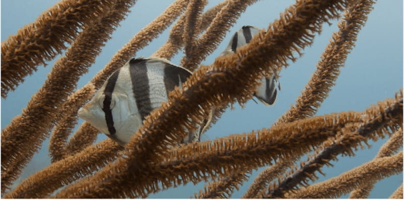Playa del Carmen: Open Water Diver Course - What’s Included and What’s Not