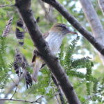 Playa del Carmen: Private Morning Birdwatching Tour - The Itinerary in Detail: What You Can Expect