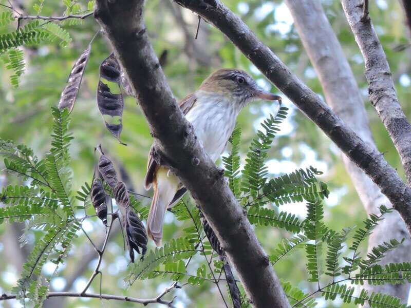 Playa del Carmen: Private Morning Birdwatching Tour - The Itinerary in Detail: What You Can Expect