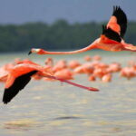 Playa del Carmen: Rio Lagartos and Las Coloradas Tour - A Closer Look at the Itinerary