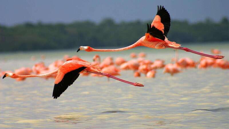 Playa del Carmen: Rio Lagartos and Las Coloradas Tour - A Closer Look at the Itinerary