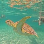 Playa del Carmen Tour Akumal Swimming With Turtles And Lagoon Yal Ku - Who Will Love This Experience?