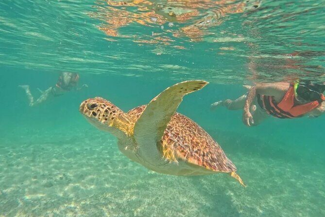 Playa del Carmen Tour Akumal Swimming With Turtles And Lagoon Yal Ku - Who Will Love This Experience?
