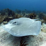 Playa del Carmen: Two Reefs Dives for Certified Divers - What Makes This Tour Stand Out