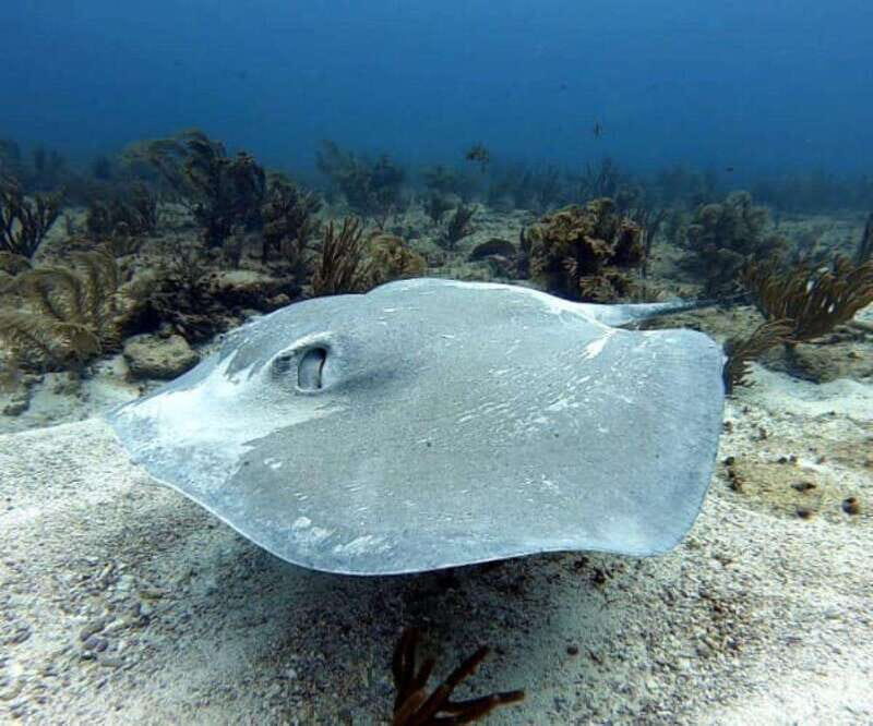 Playa del Carmen: Two Reefs Dives for Certified Divers - What Makes This Tour Stand Out