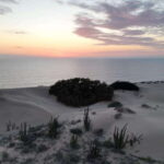 Playa el Cardonal: tour and sandboarding activity in the dunes of Sahuimaro - Sandboarding in the Dunes