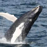 Plymouth: Whale Watching Cruise - The Authentic Value Proposition