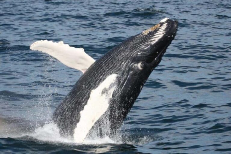 Plymouth: Whale Watching Cruise - The Authentic Value Proposition