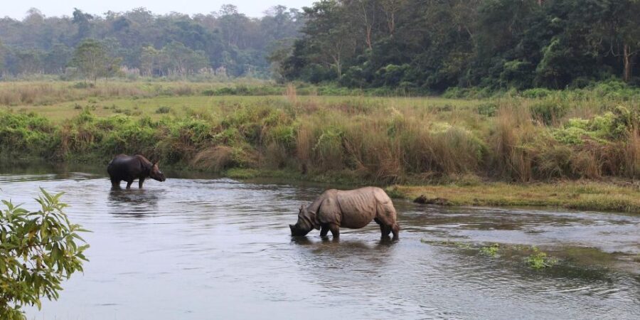 Pokhara: 1 Night 2 Day Chitwan Safari Tour - What to Expect on This Short Adventure