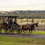 Pokolbin: Harvest the Hunter Horse Drawn Carriage Tour 3hrs - An In-Depth Look at the Experience