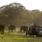 Polonnaruwa Ancient City and Wildlife Safari from Dambulla - What’s Included and What to Consider