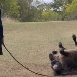 Pony Walking Adventure - What Makes This Experience Valuable