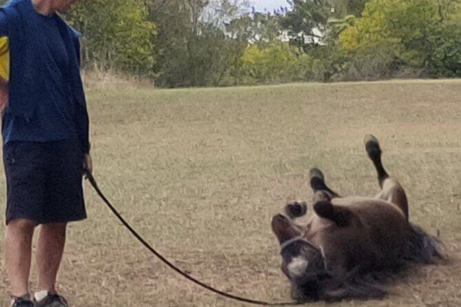 Pony Walking Adventure - What Makes This Experience Valuable