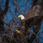Port Alice: Sea Otter and Wildlife Tour - 6 hour with lunch - The Wildlife & Why It Matters
