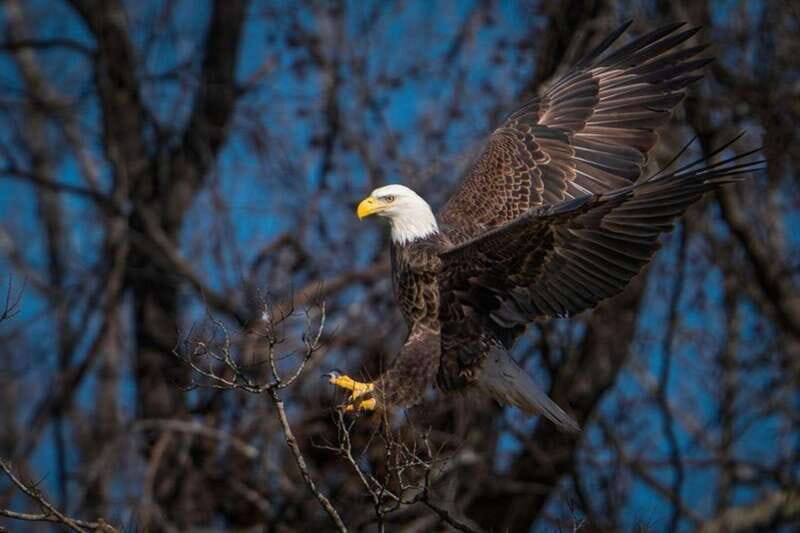 Port Alice: Sea Otter and Wildlife Tour - 6 hour with lunch - The Wildlife & Why It Matters