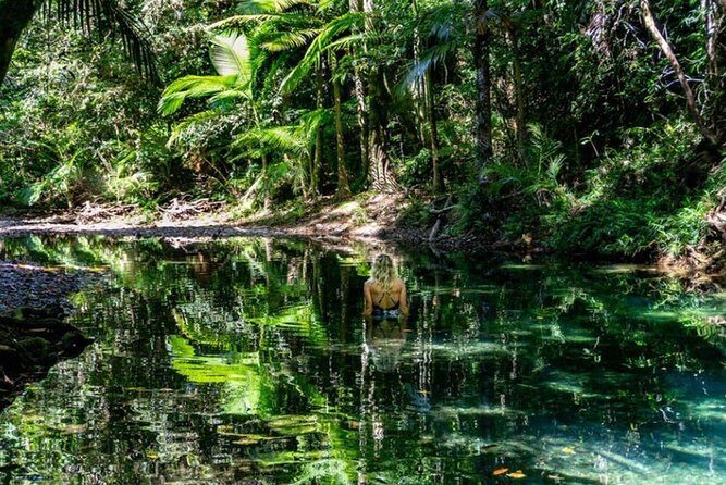 Port Douglas Daintree National Park Boutique Full-Day Tour - The Experience – What You’ll Gain (and What You Might Miss)