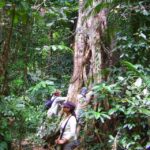 Port Douglas: Daintree Rainforest and Mossman Gorge Tour - The Practicalities: What to Know Before You Go